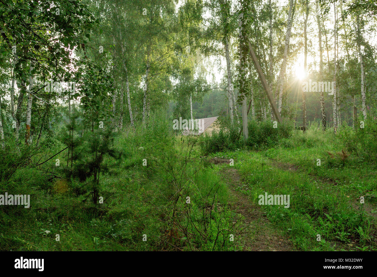 morning in the forest village in the early morning bright sun walk ...