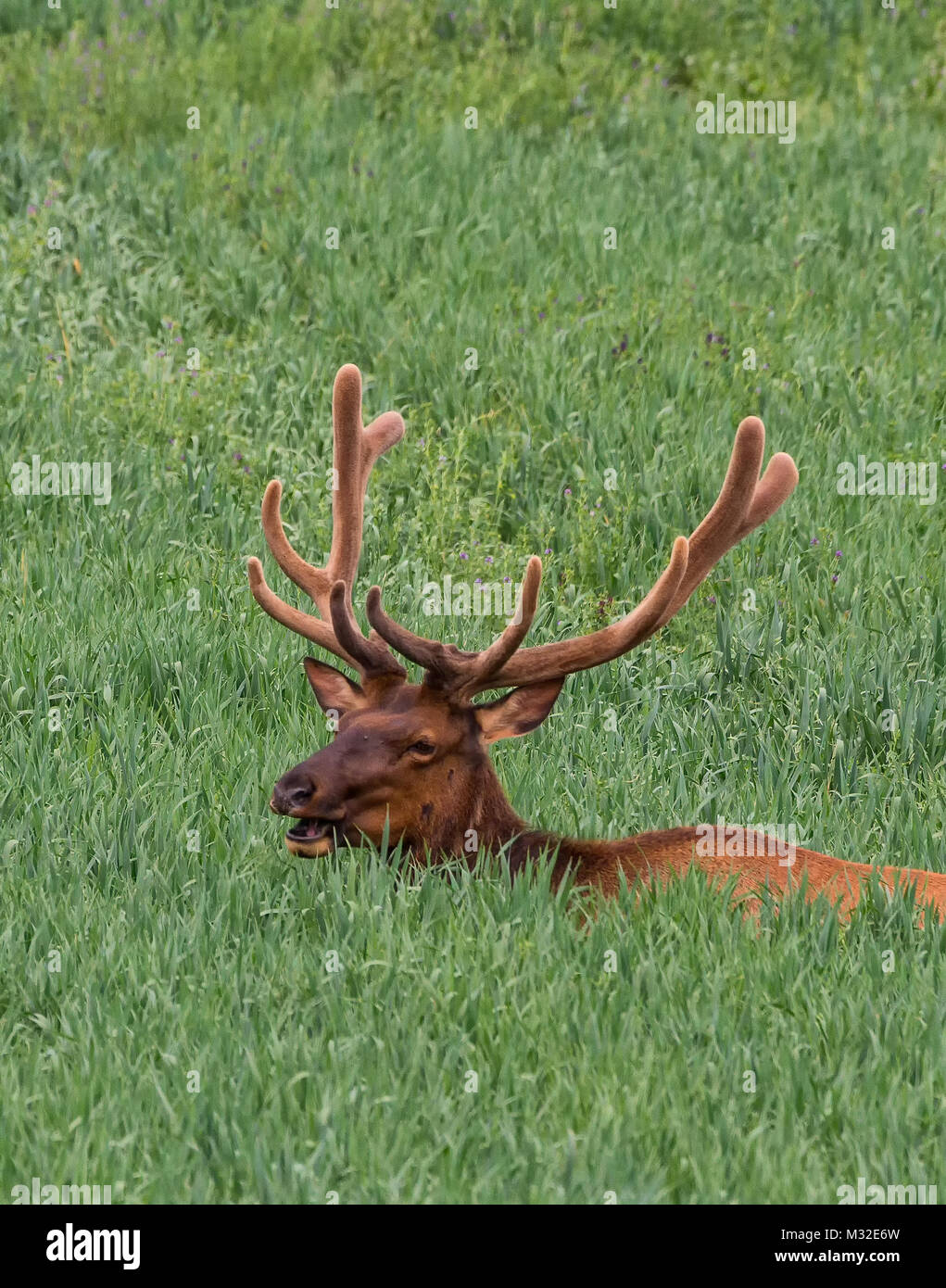 Male American Elk (Cervus canadensis) in summer with velvet on antlers ...