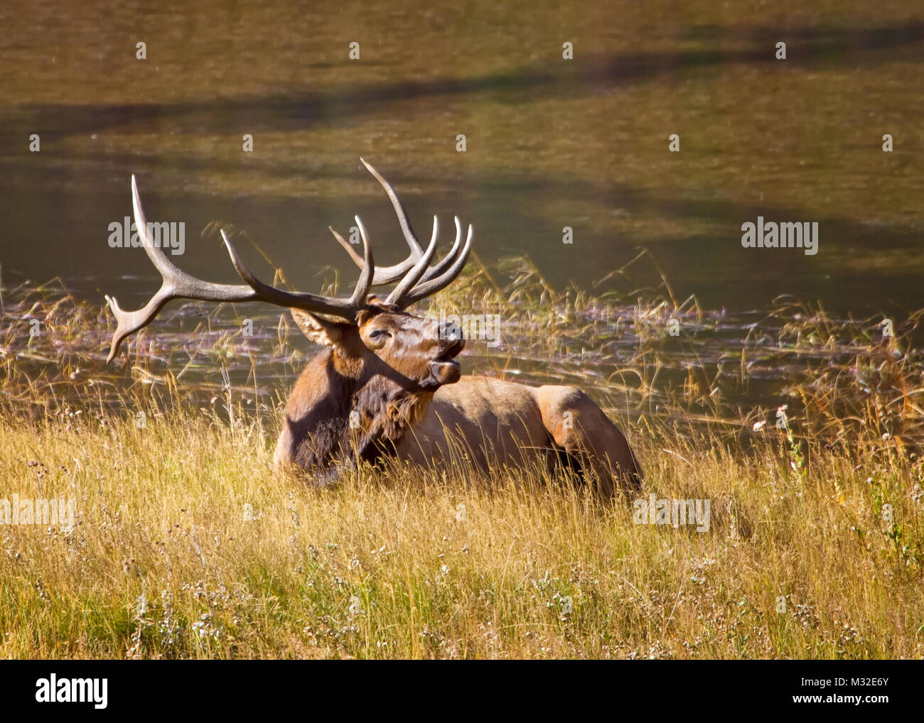 Bull elk side view head hi-res stock photography and images - Alamy