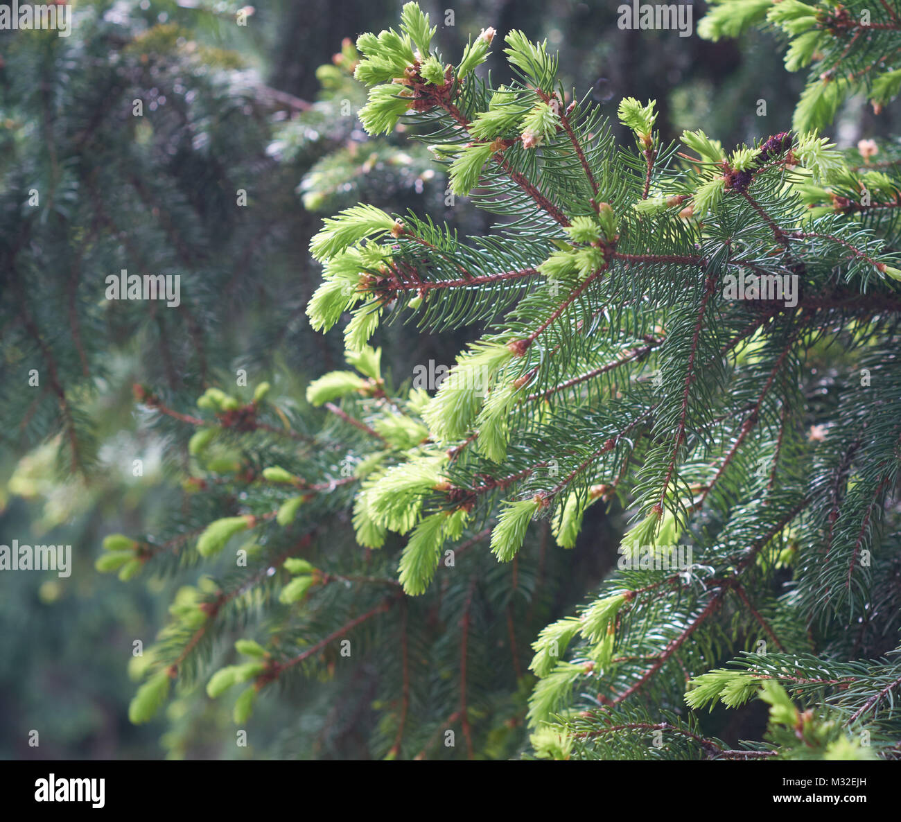Green fir tree with growing sprouts. Pine blossom background Stock ...