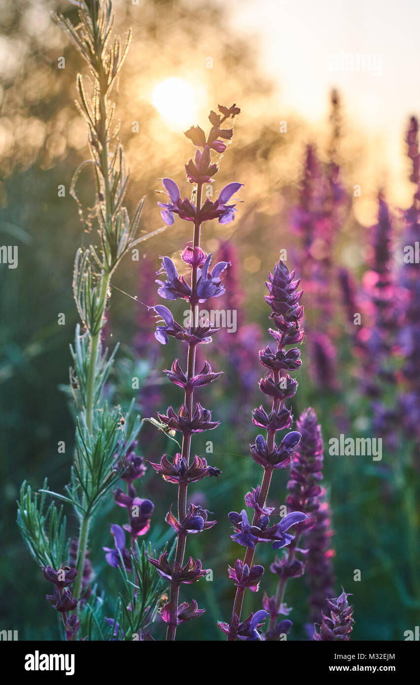 Sage growing plant. Dawn light and violet flowers bush Stock Photo - Alamy