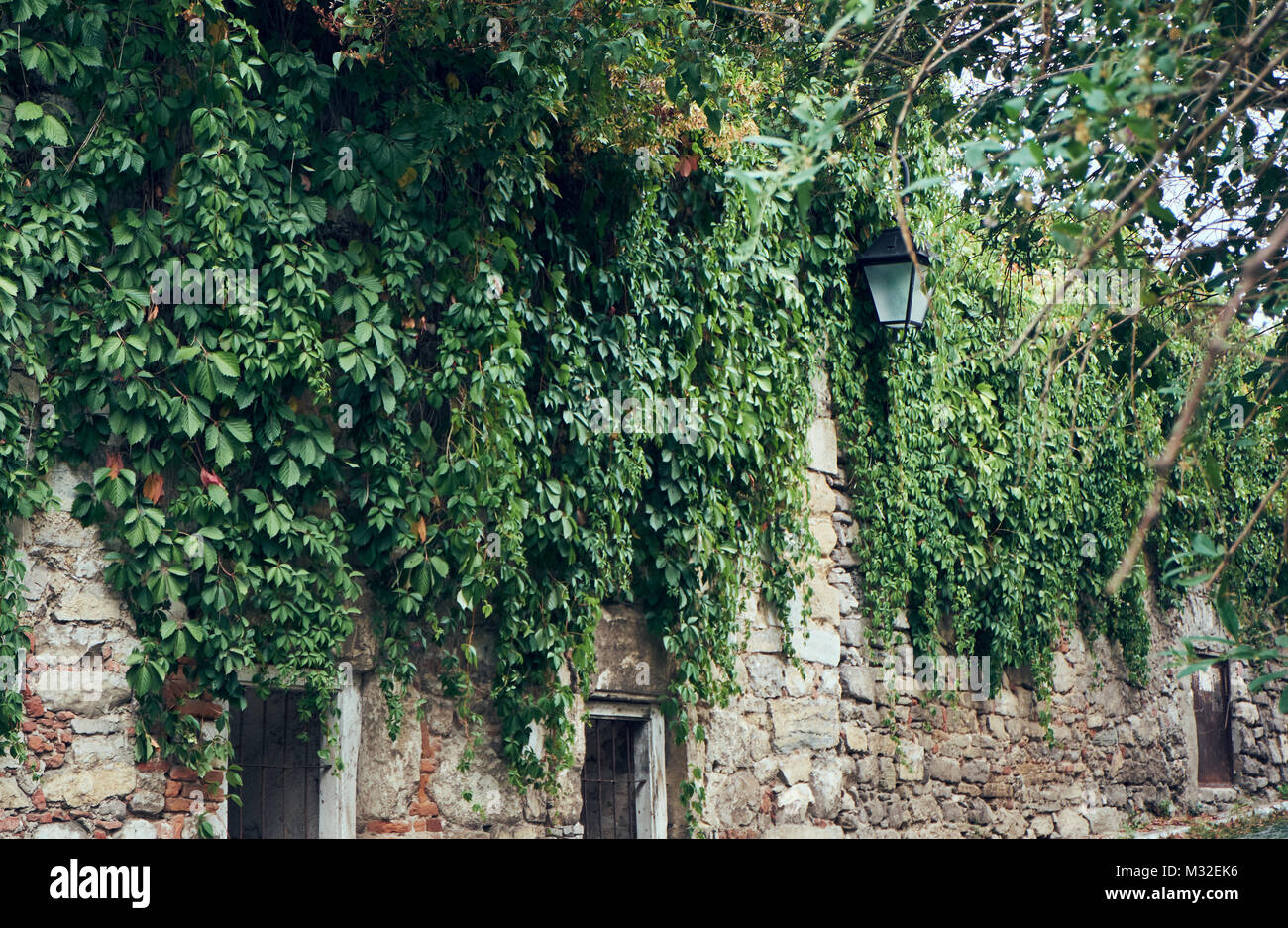 Green creeping plant covers stonewall. Evergreen virginia creeper Stock ...