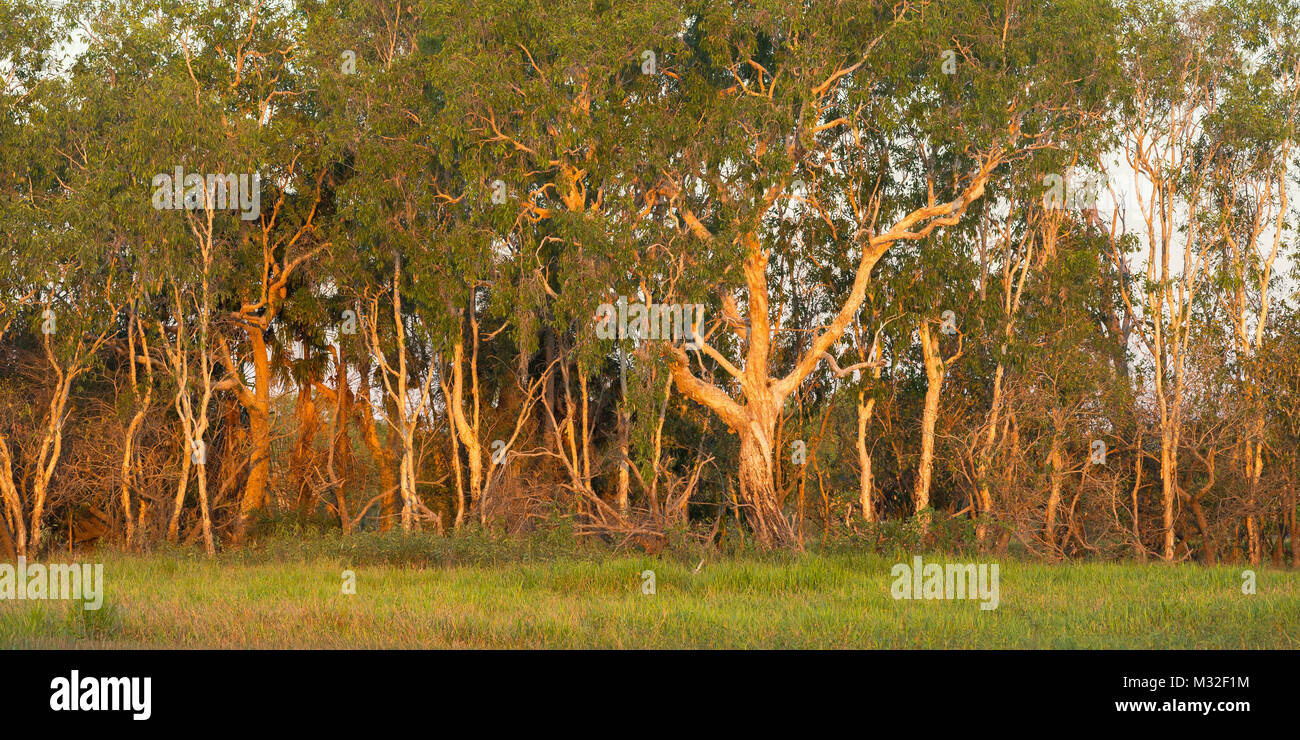 Sunset light on a tree at Yellow Waters Billabong, Kakadu National Park ...