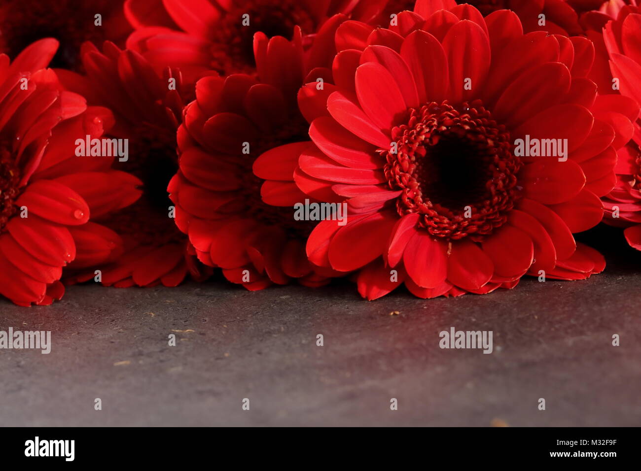 Gerbera is a genus of perennials belonging to the Asteraceae family. I ...