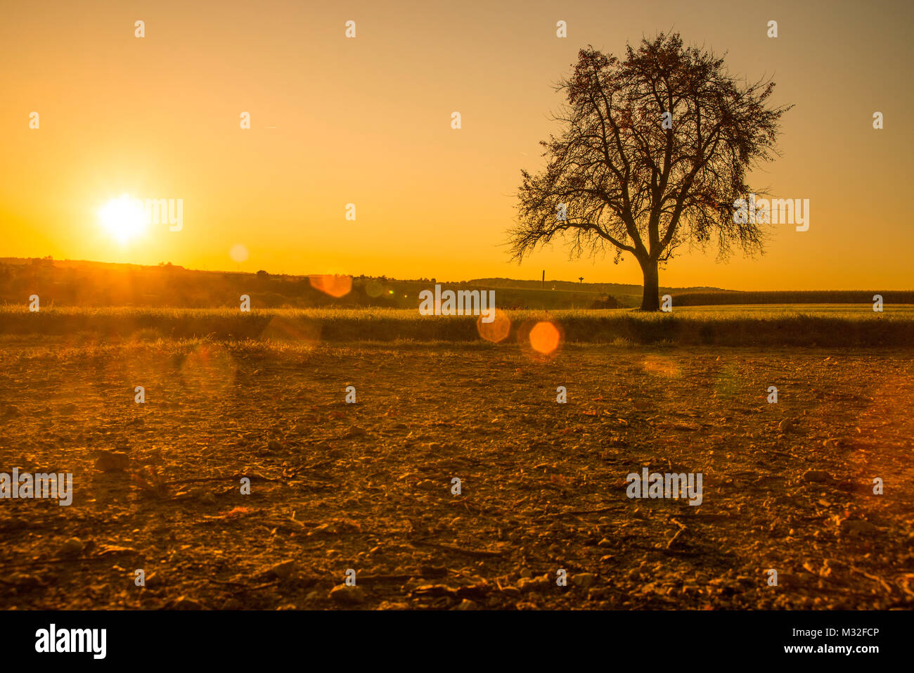 sunset in autumn with tree Stock Photo - Alamy