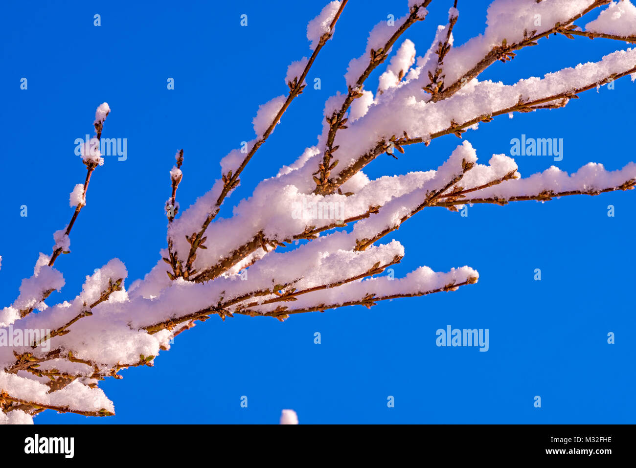 branch with snow cap Stock Photo - Alamy