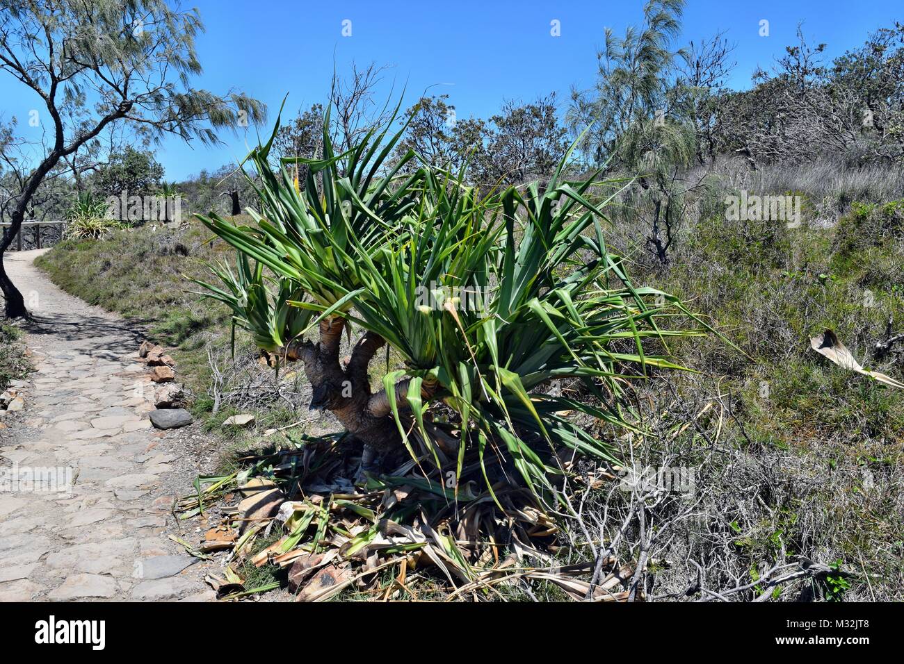 Pandanus tree with blue background hi-res stock photography and images ...