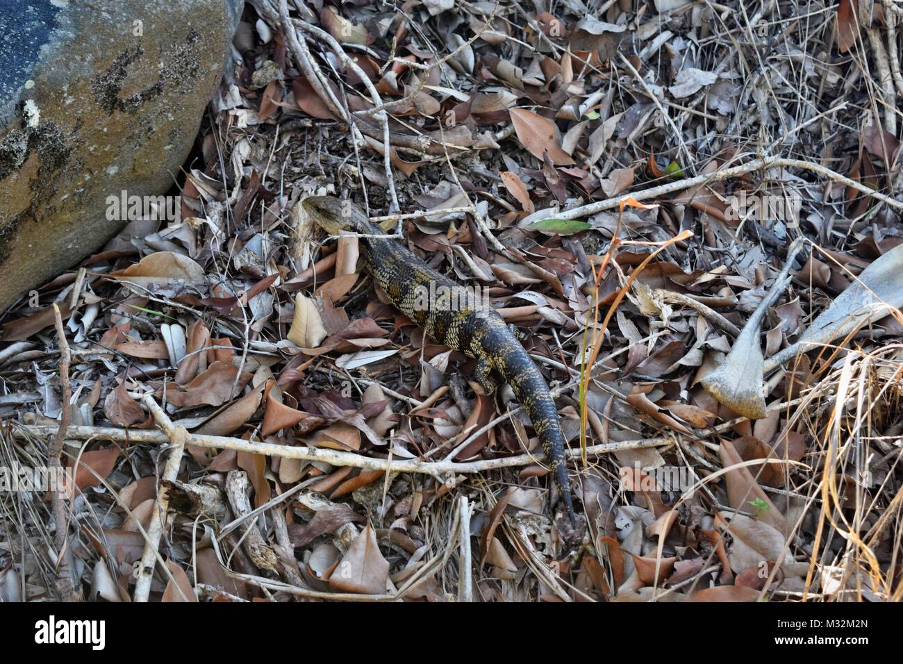 Wild lizard eastern blue tongue (Tiliqua scincoides) in Noosa National ...