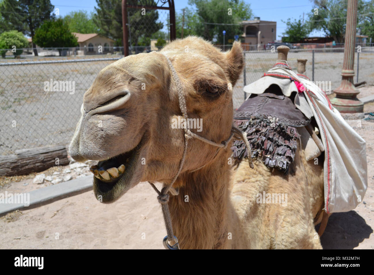 B1 Camels-001 by 1st Armored Division and Fort Bliss Stock Photo - Alamy