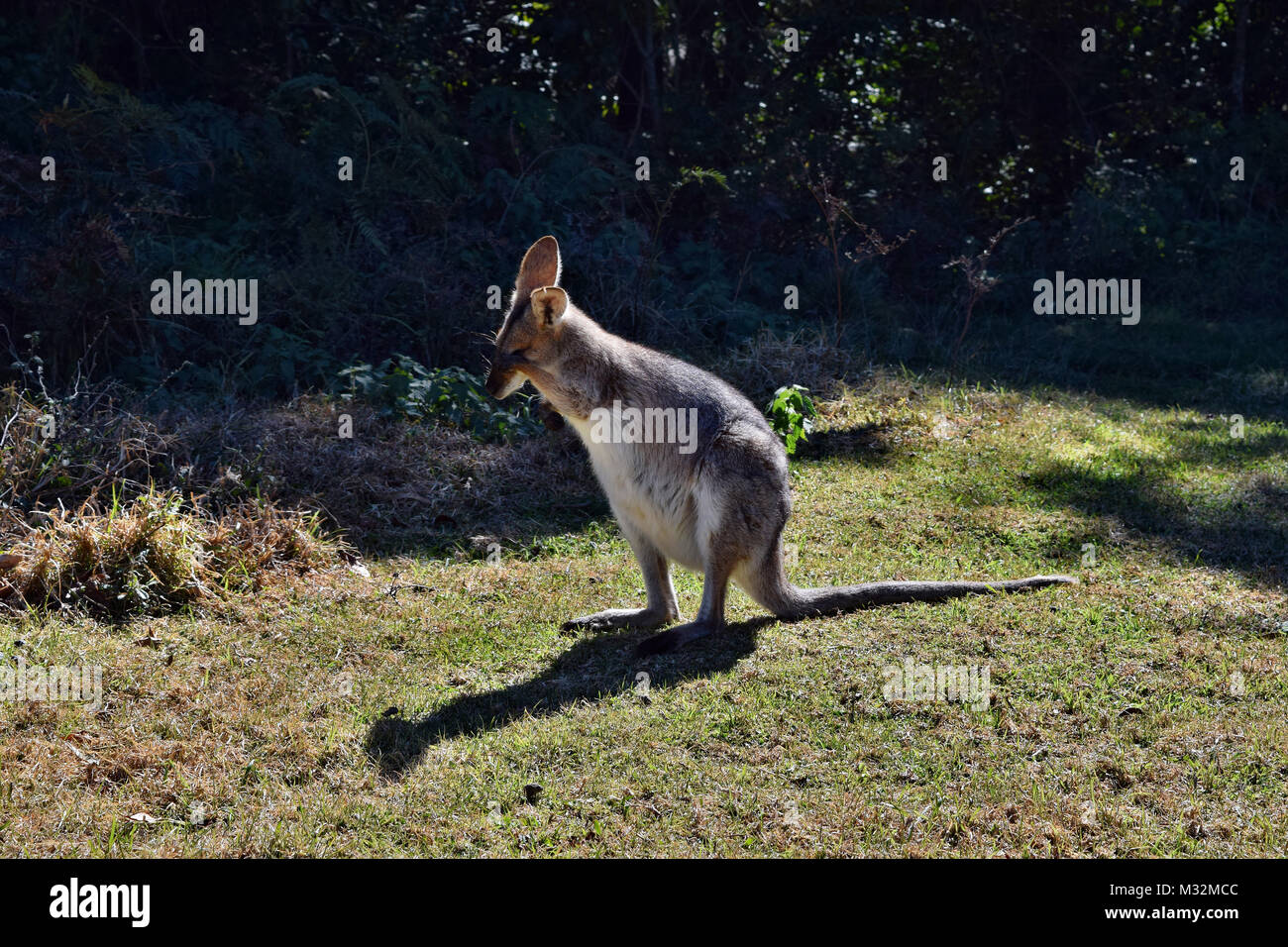Wallaroo national park hi-res stock photography and images - Alamy