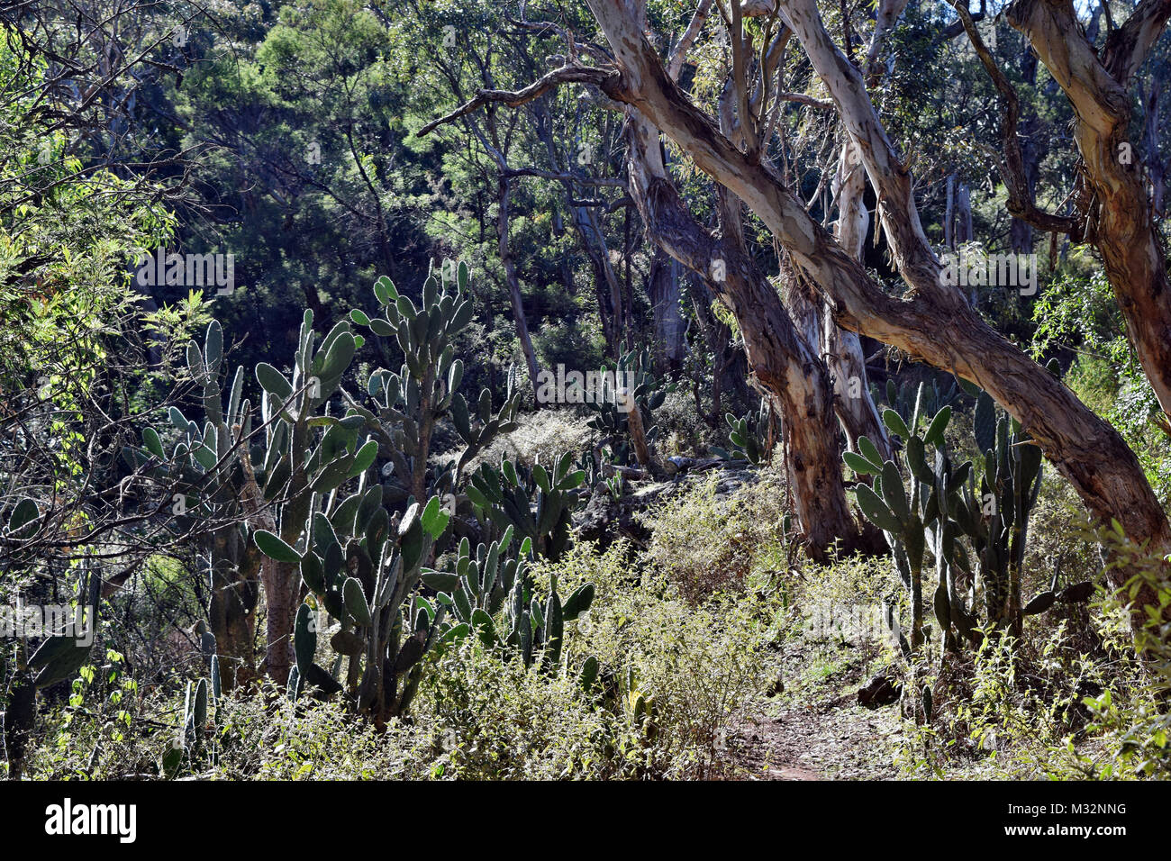 Opuntia sp. cactus plant growing in Bunya National Park, Queenisland ...