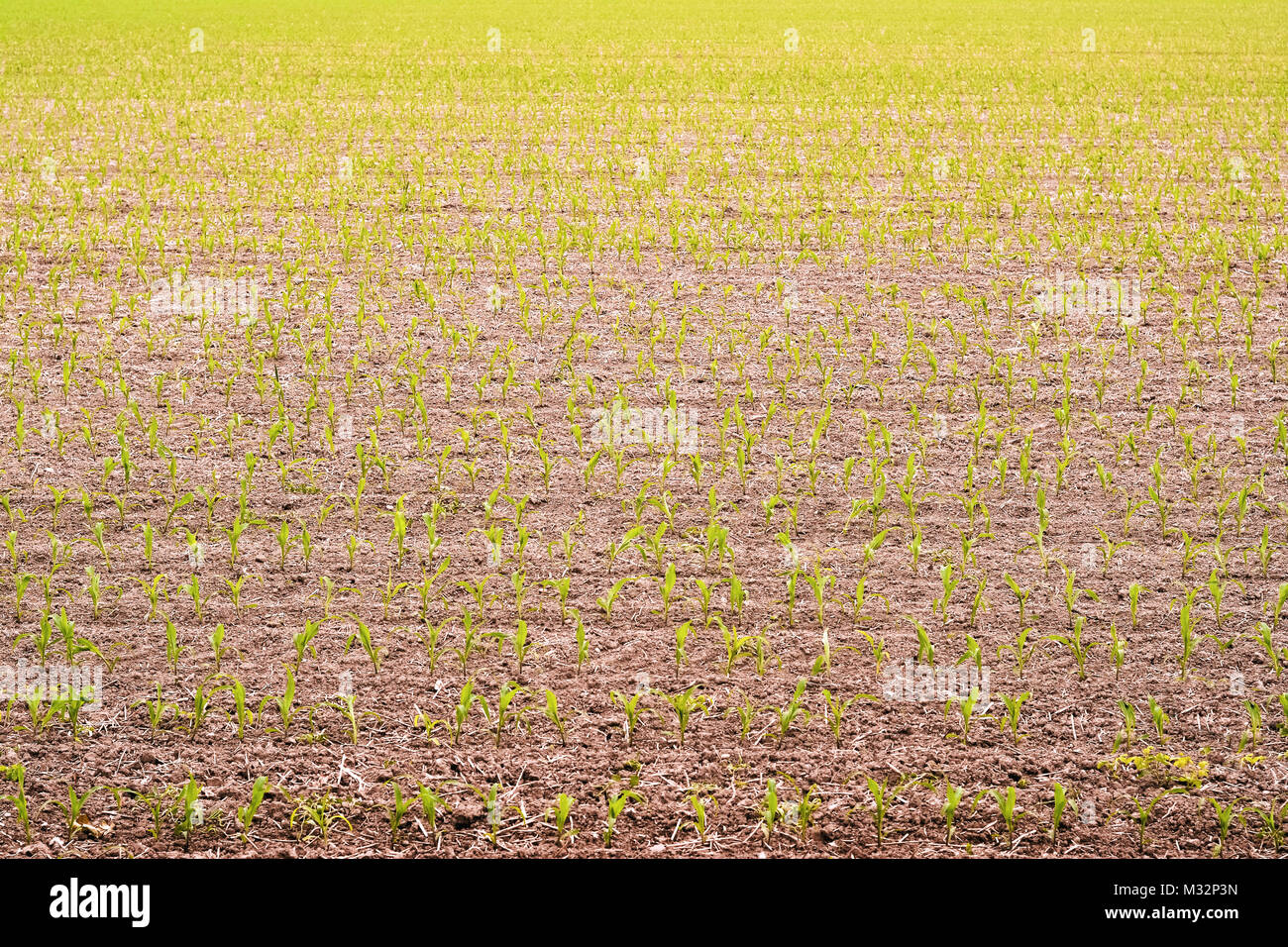 rows of fresh sprouts on agriculture field Stock Photo - Alamy
