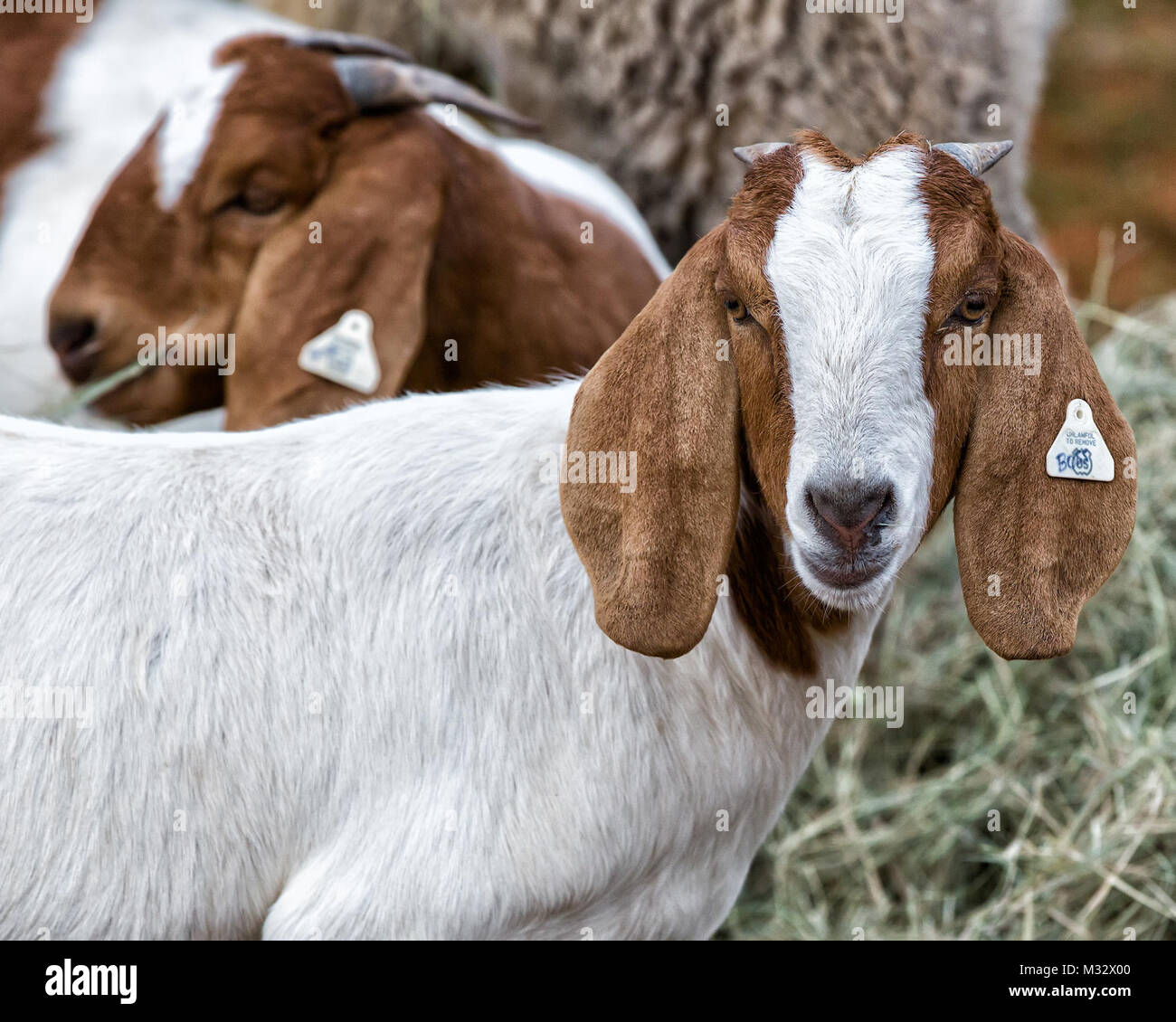 Oklahoma city zoo hi-res stock photography and images - Alamy