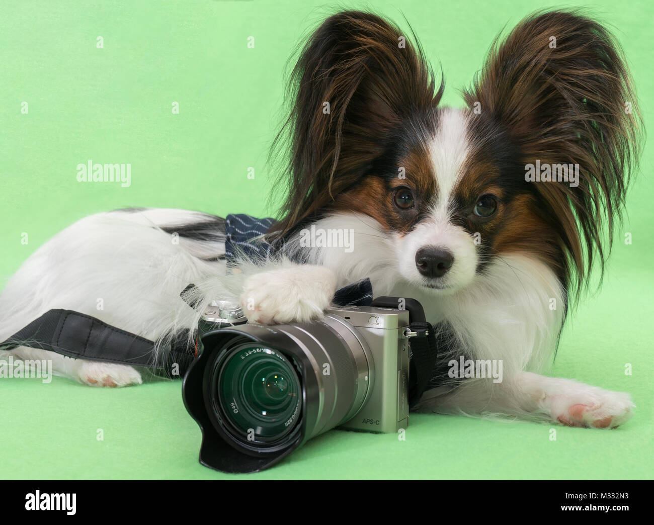 Beautiful young continental spaniel papillon with a camera on green ...
