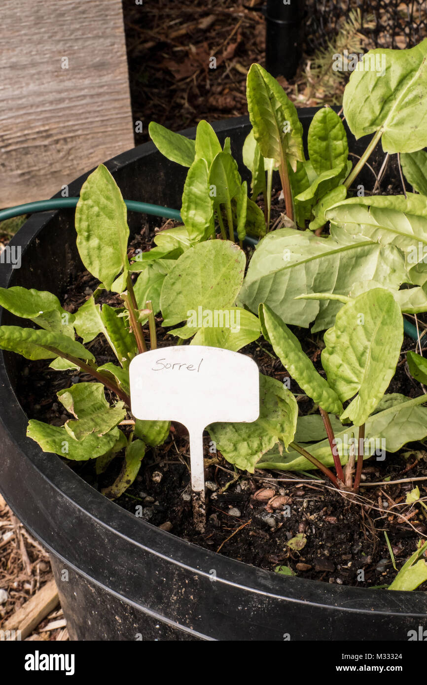 Herb container growing sorrel hi-res stock photography and images - Alamy