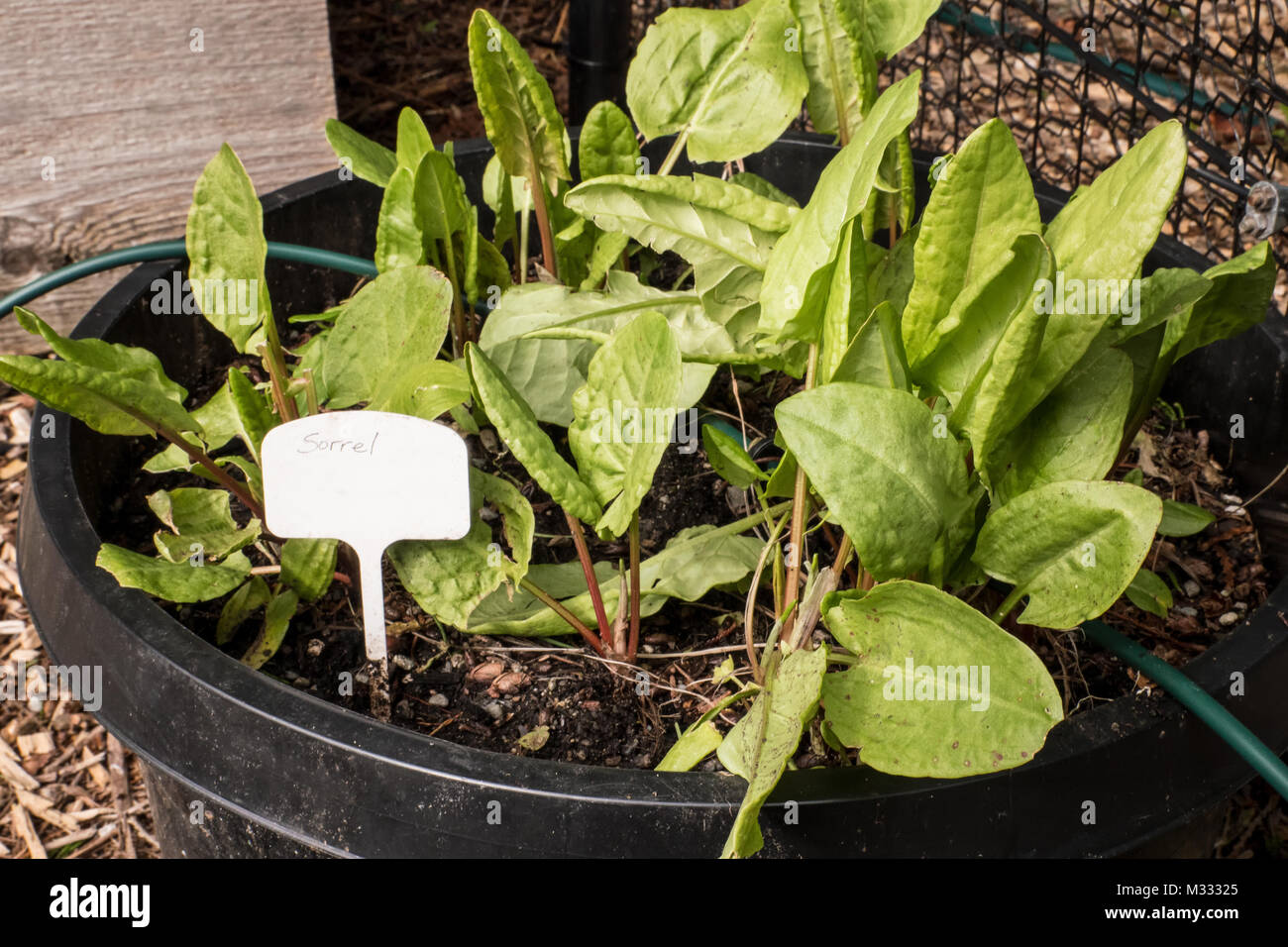 Spinach dock hi-res stock photography and images - Alamy