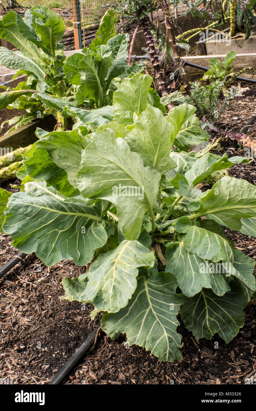 Overwintered cabbage hi-res stock photography and images - Alamy