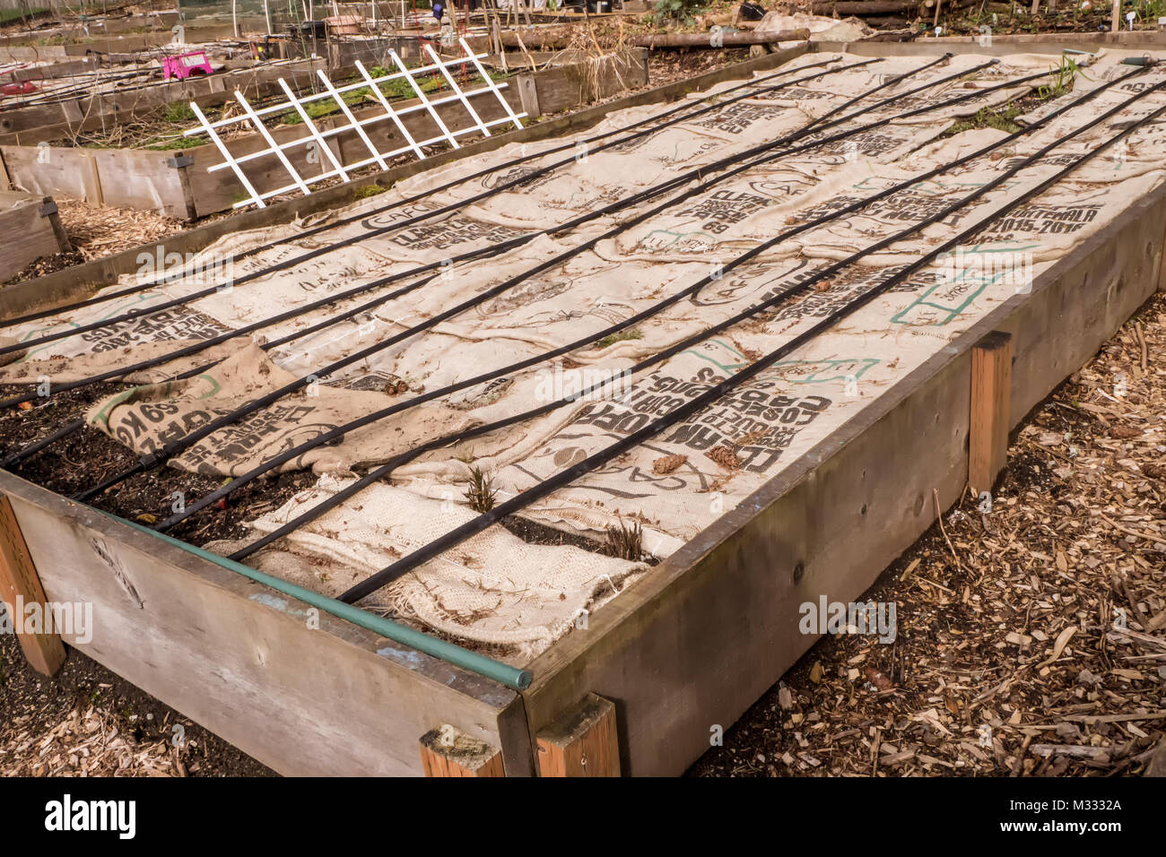Raised bed vegetable gardens covered by burlap to prevent the rain from ...