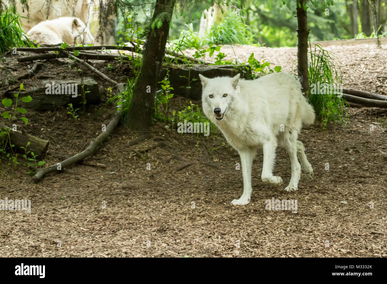 Canis lupis lupis hi-res stock photography and images - Alamy