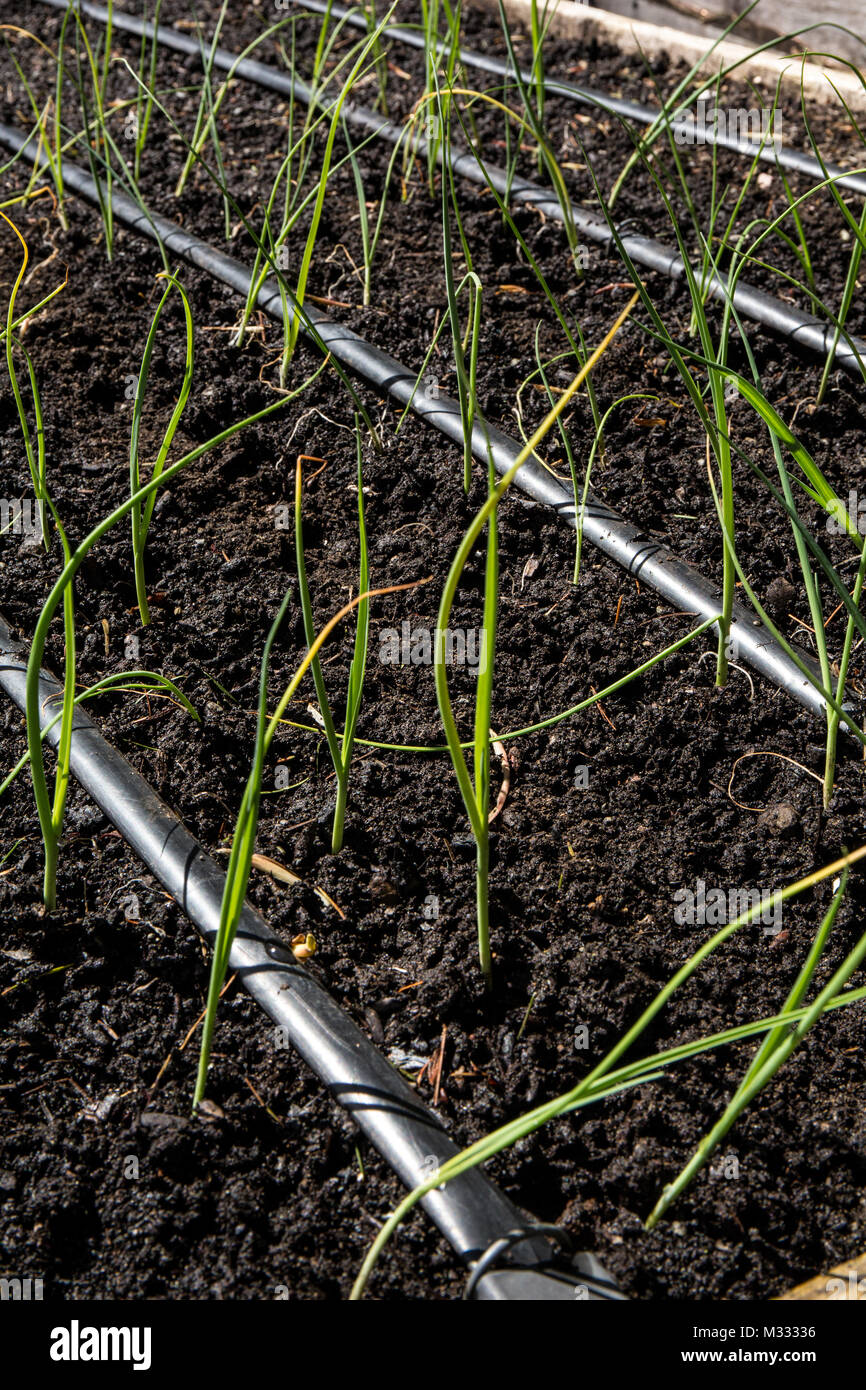 Planted leeks hi-res stock photography and images - Alamy