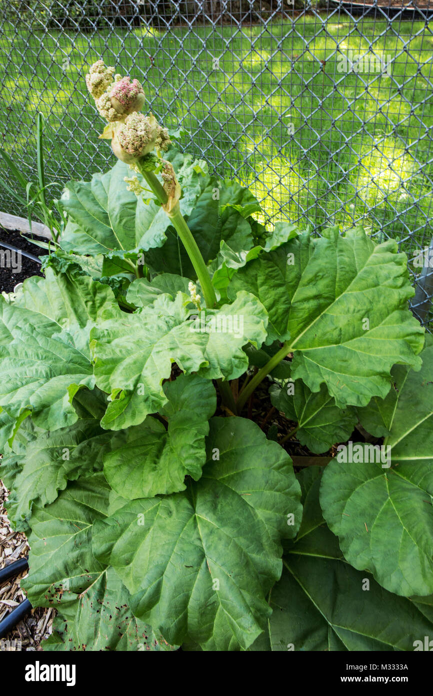 Rhubarb plant gone to seed hi-res stock photography and images - Alamy