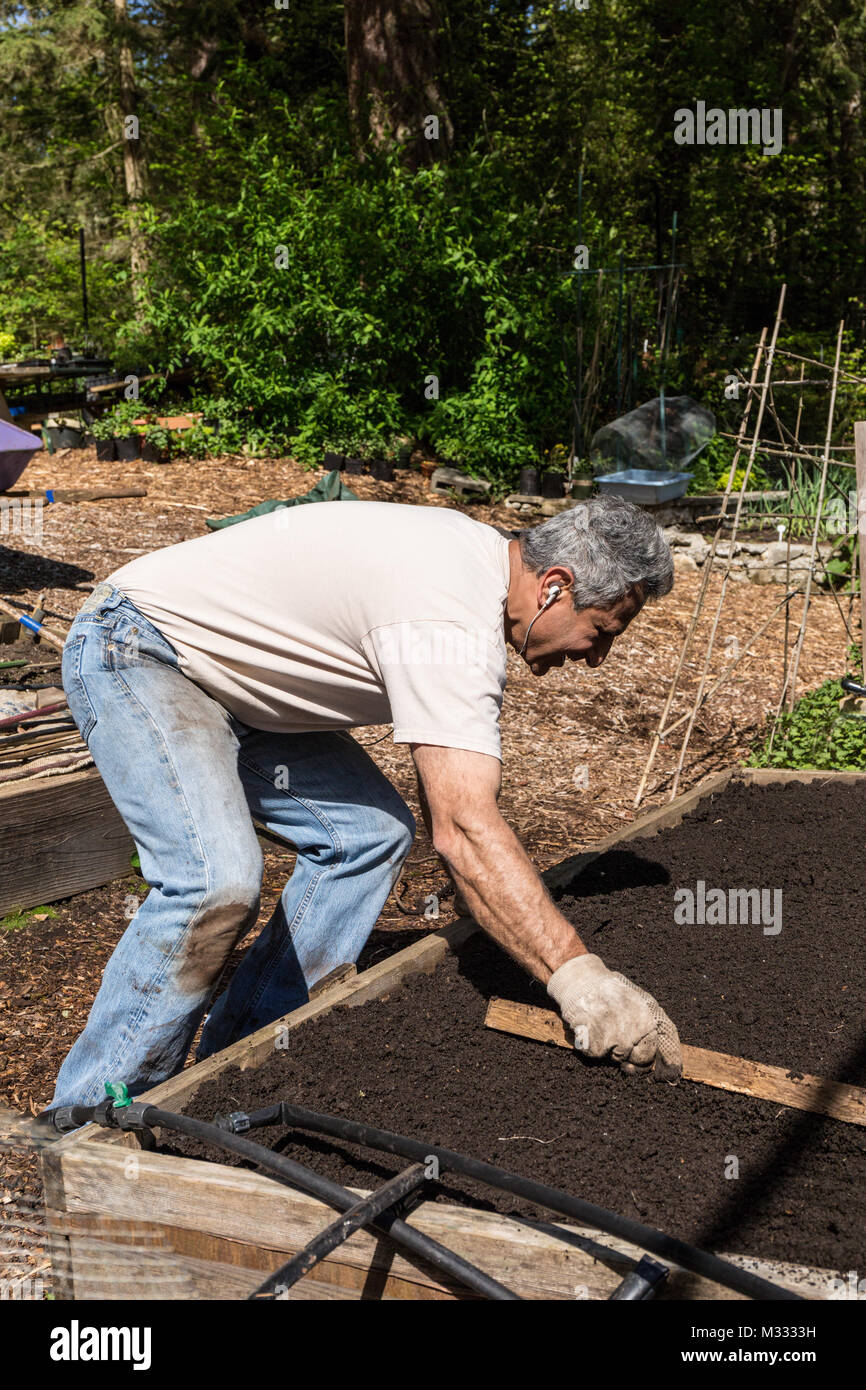 Man smoothing the surface of a raised bed garden that he is preparing ...