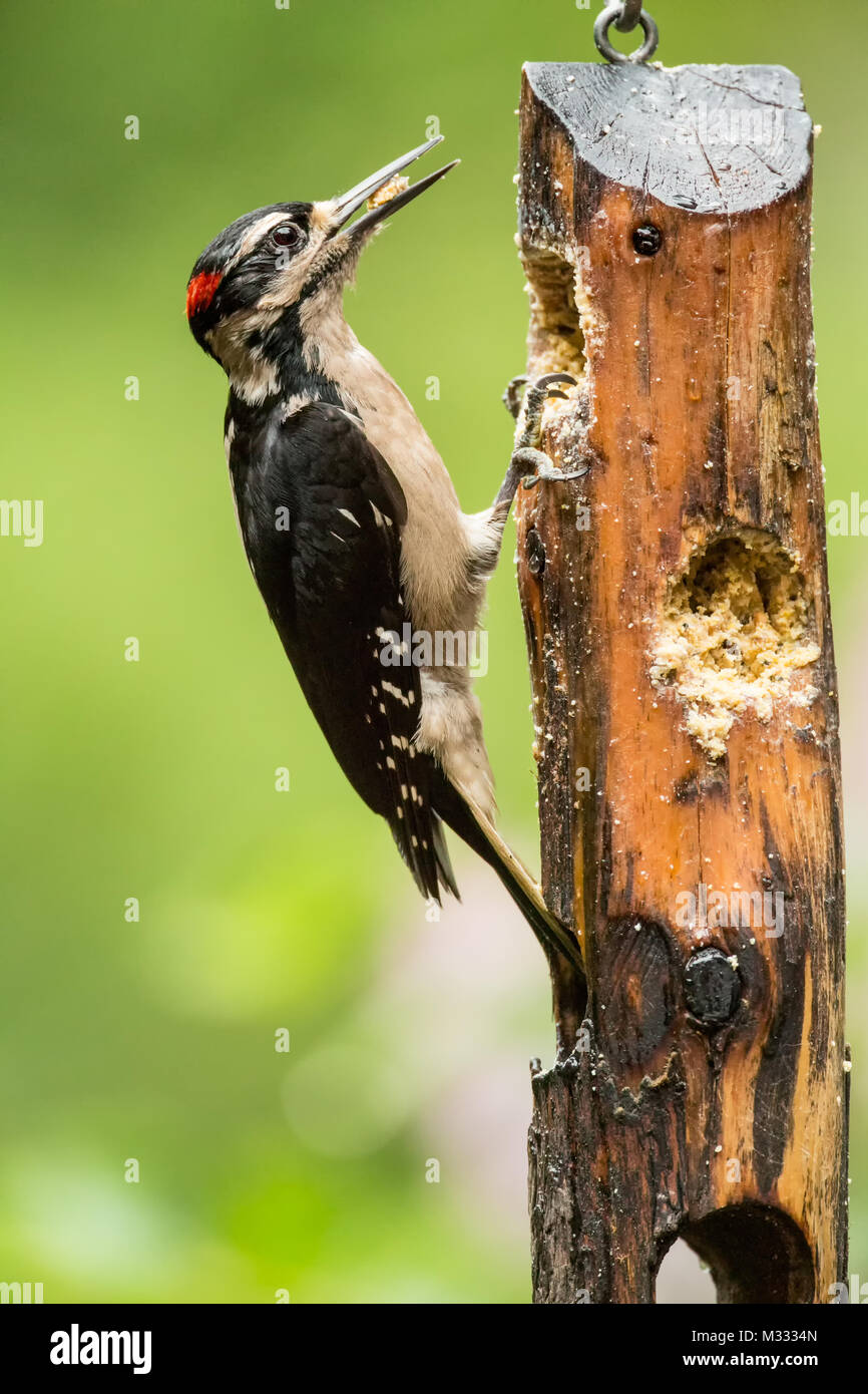 Male Hairy Woodpecker eating from a log suet feeder in springtime in ...
