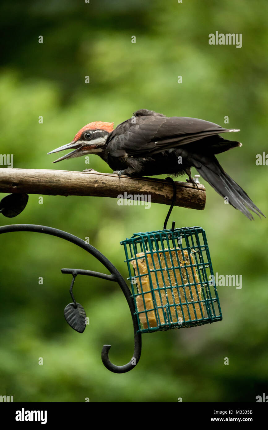 Pileated woodpecker juvenile hi-res stock photography and images - Alamy