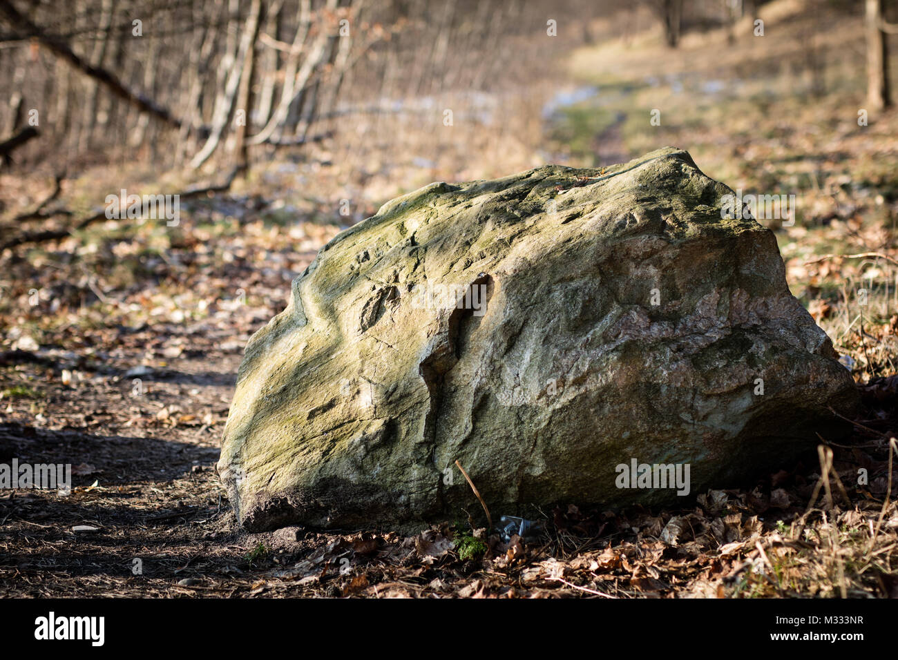Erratic stones in the forest. The environment, stones lying in the ...
