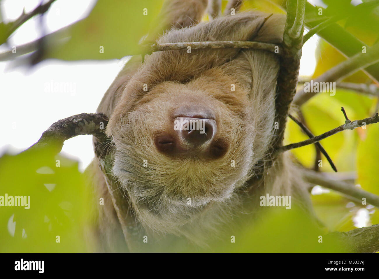 Wild Hoffmann's Two-toed Sloth asleep in a tree in the rainforest in ...