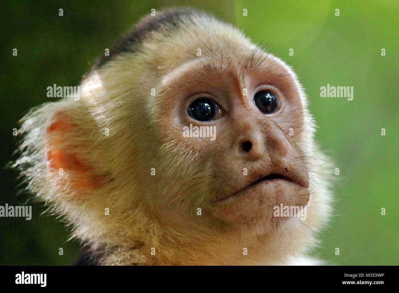 Wild White-faced Capuchin Monkey (Cebus capucinus) face close up in ...