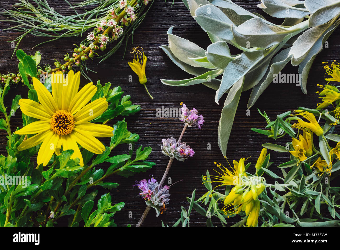 Native California Plants High Resolution Stock Photography and Images ...