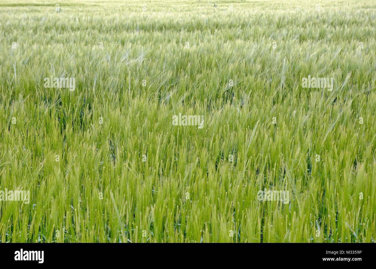 Young wheat crop in a field Stock Photo - Alamy