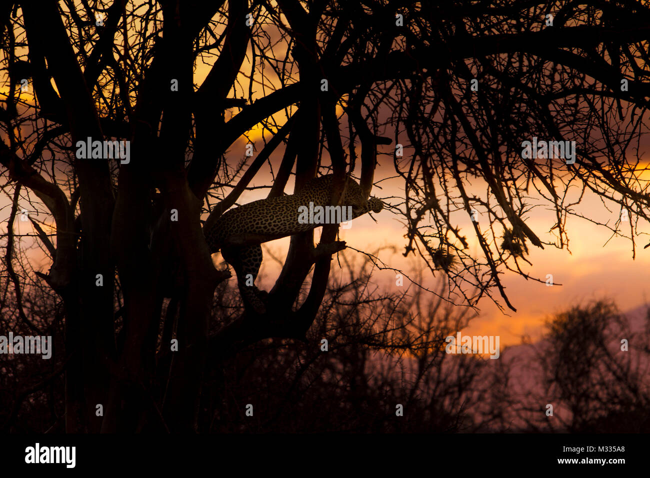 leopard on a tree at sunset at samburu national reserve Stock Photo - Alamy