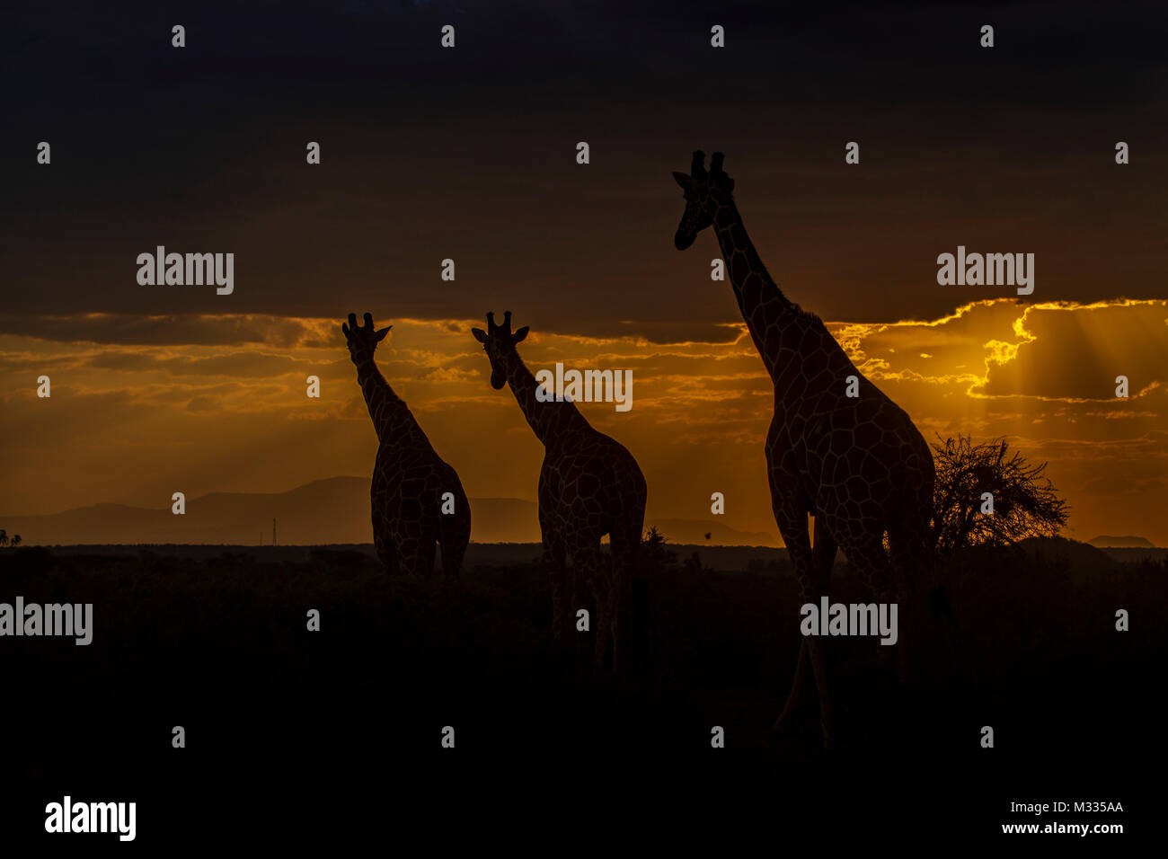 Giraffe at Sunset - Samburu Kenya - africa Stock Photo - Alamy