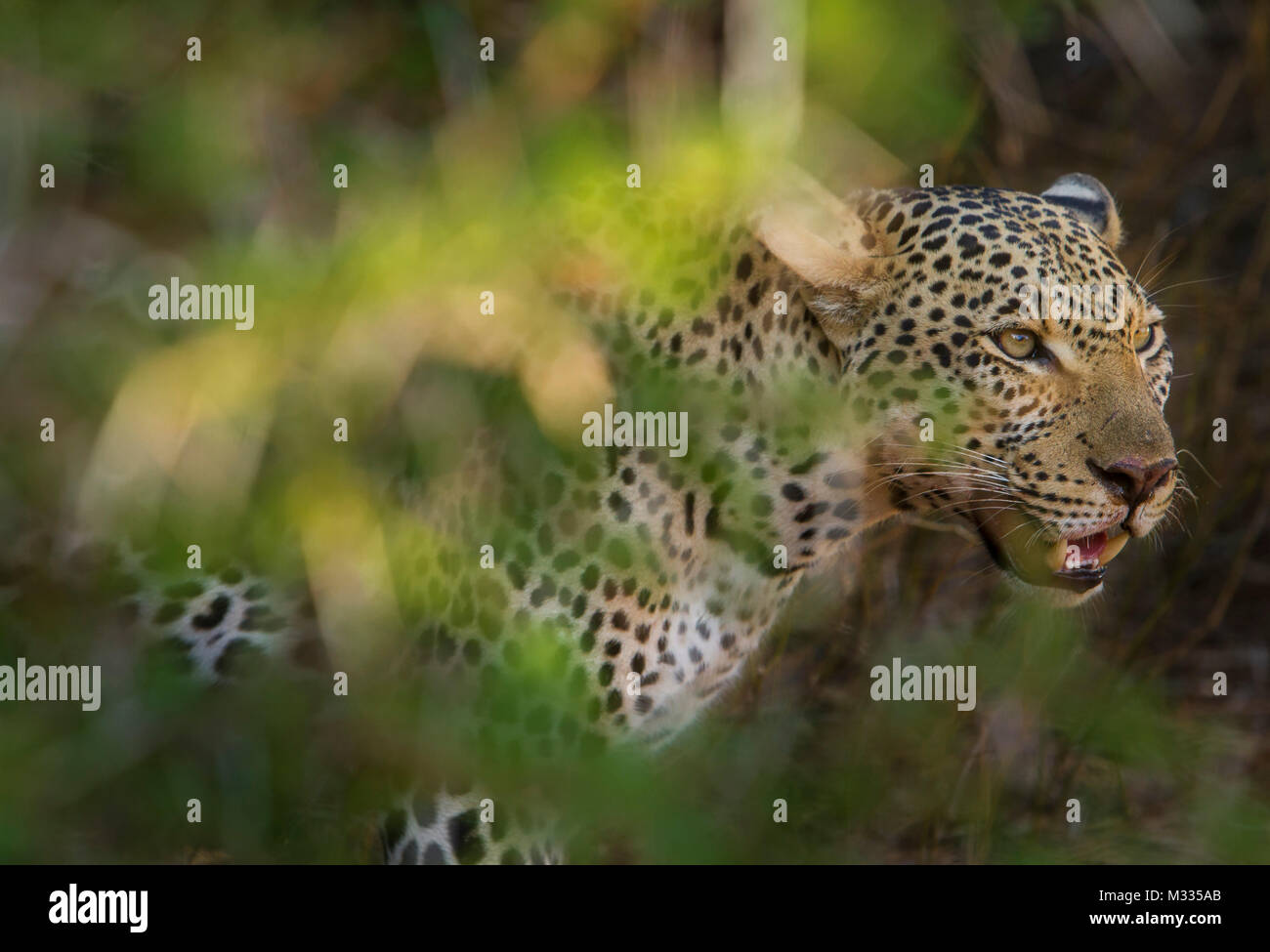 Kenyan wildlife reserve hi-res stock photography and images - Alamy