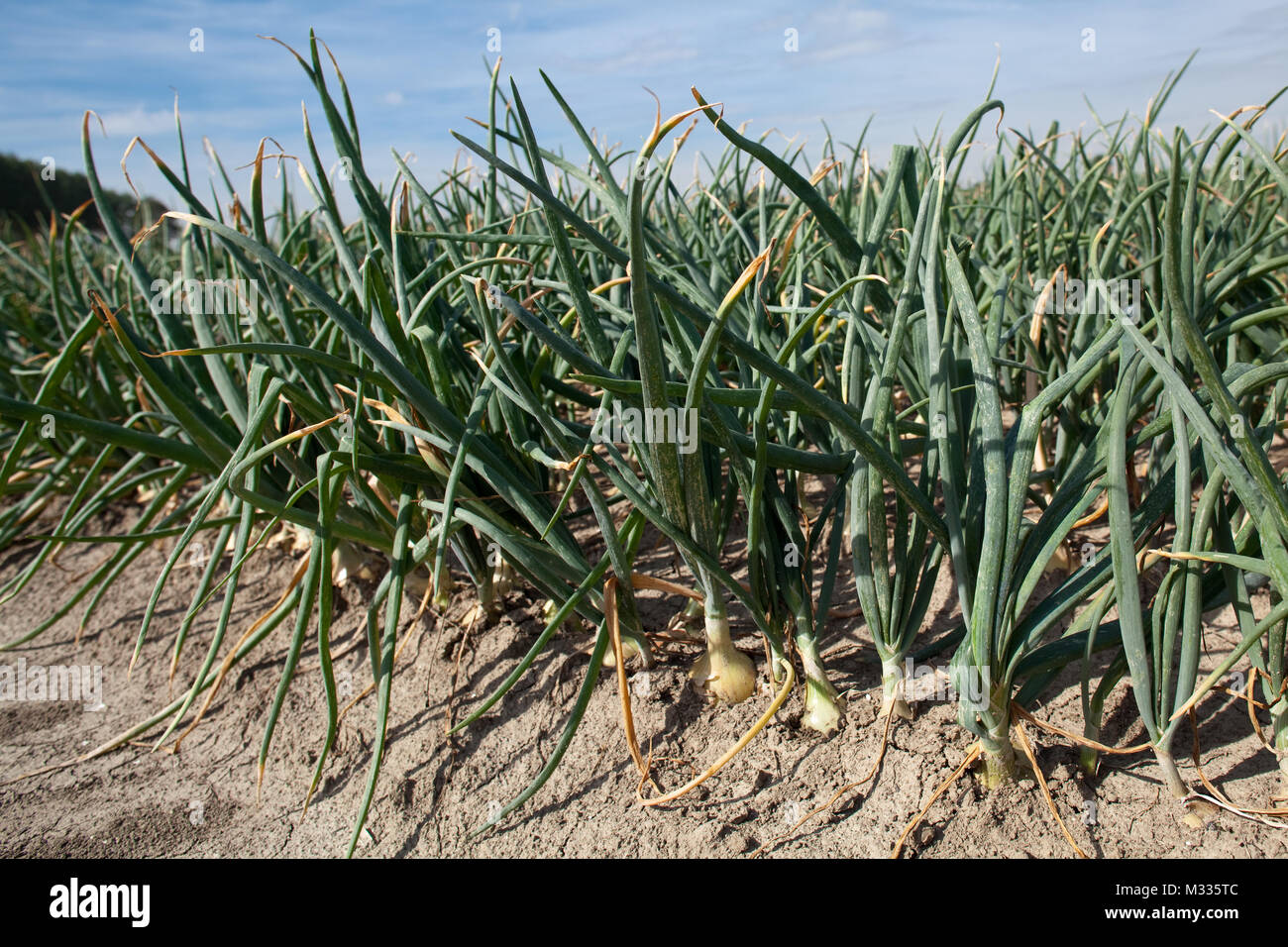 Green onion field, rows of onion at farm growing in summer time, in The ...
