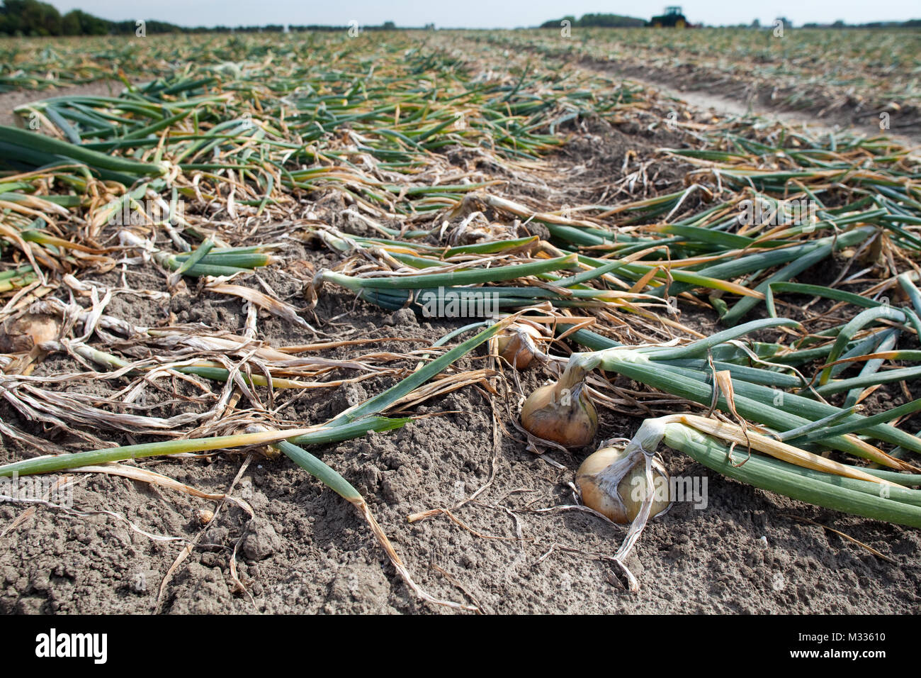 Green onion field, rows of onion at farm growing in summer time, in The ...