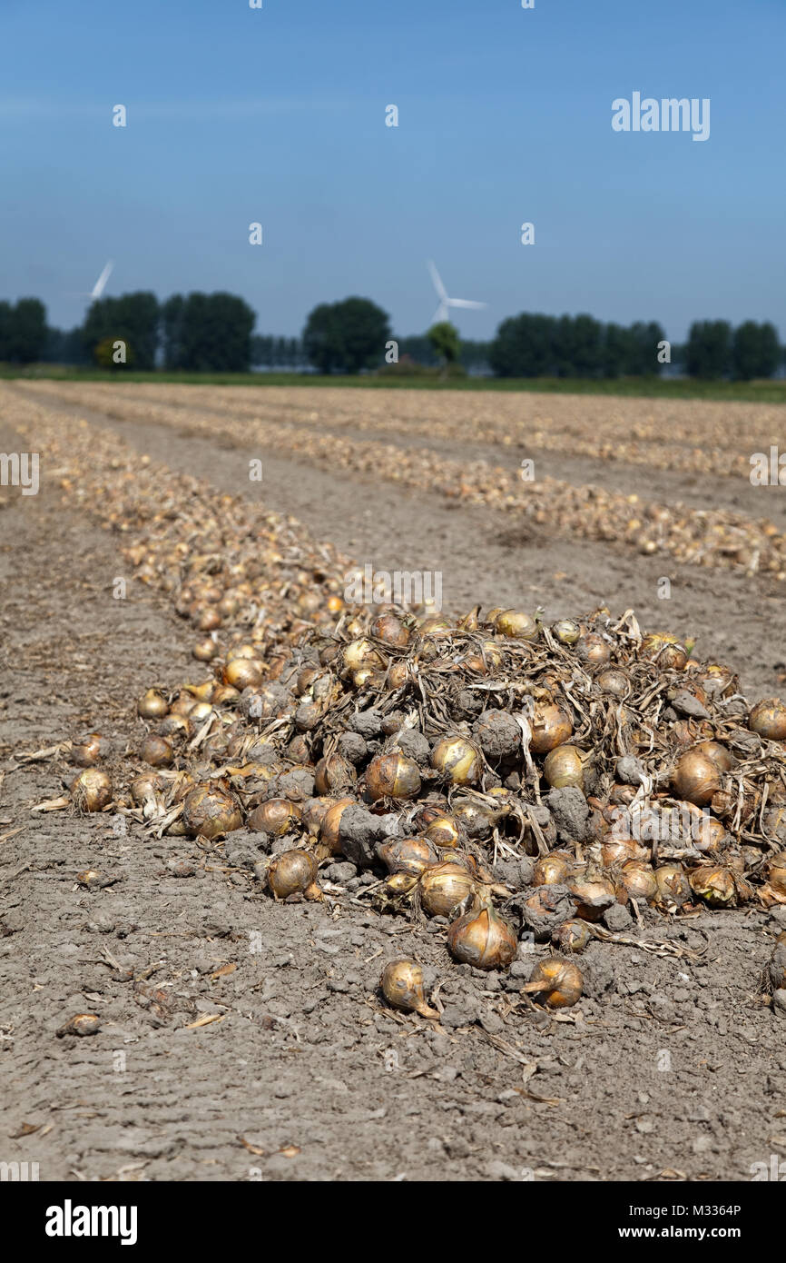 The harvested onions are drying in the field, ready to be processed ...