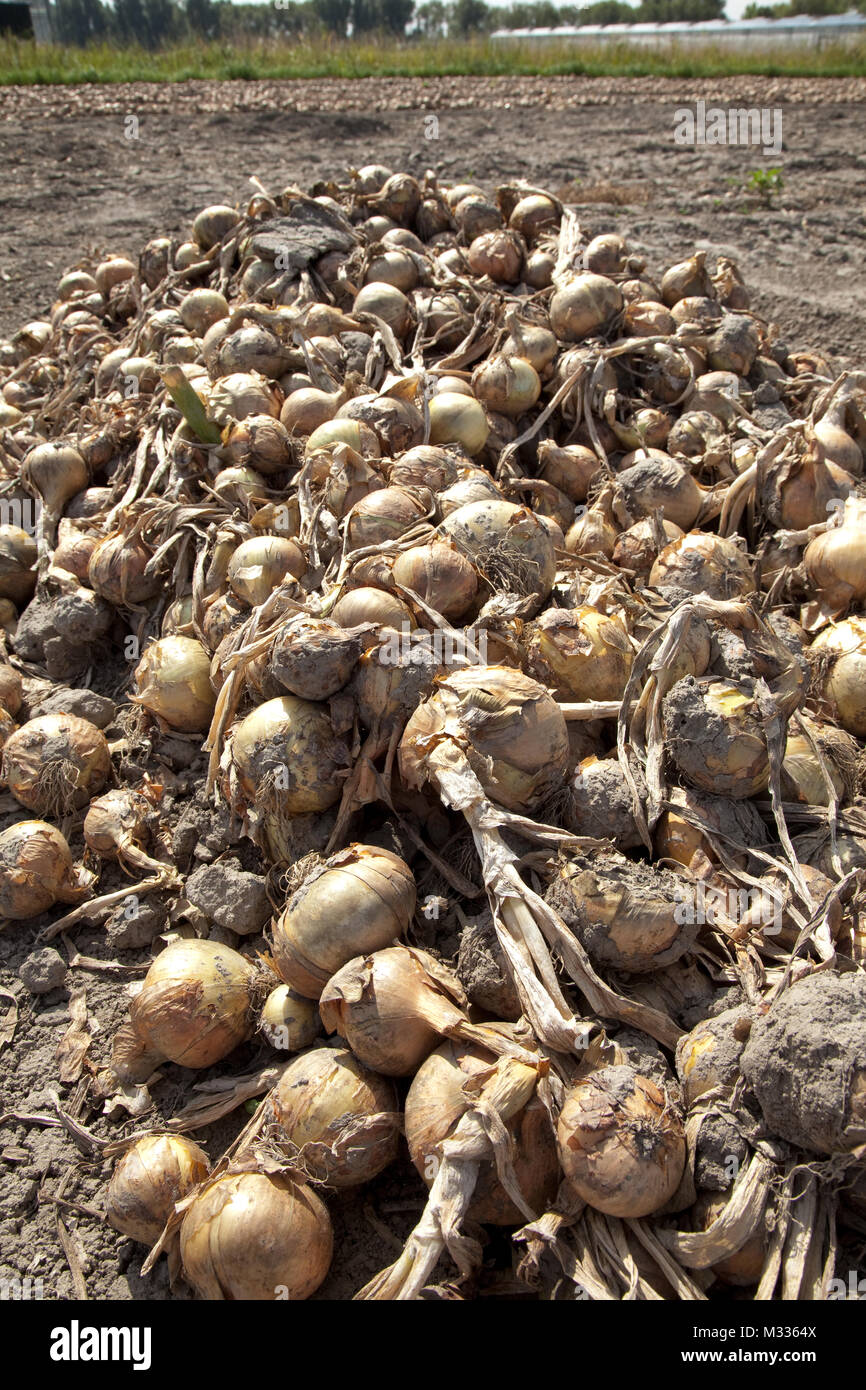 Dutch oniuns hi-res stock photography and images - Alamy