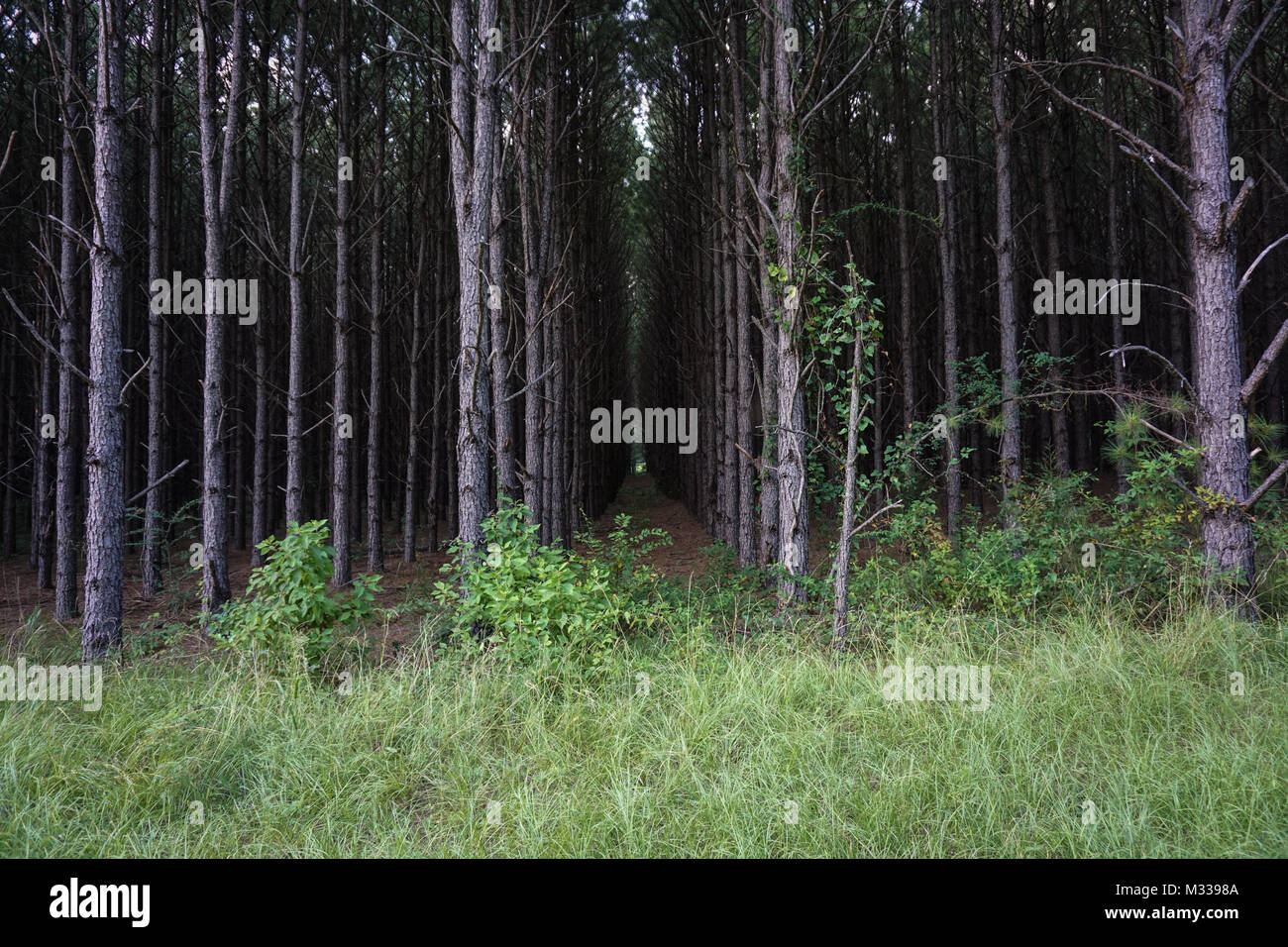 Forest pine trees limbs hi-res stock photography and images - Alamy