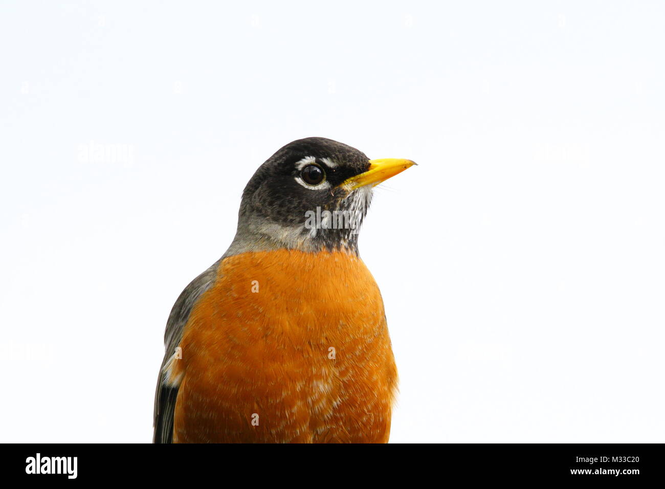 Orange county american robin hi-res stock photography and images - Alamy