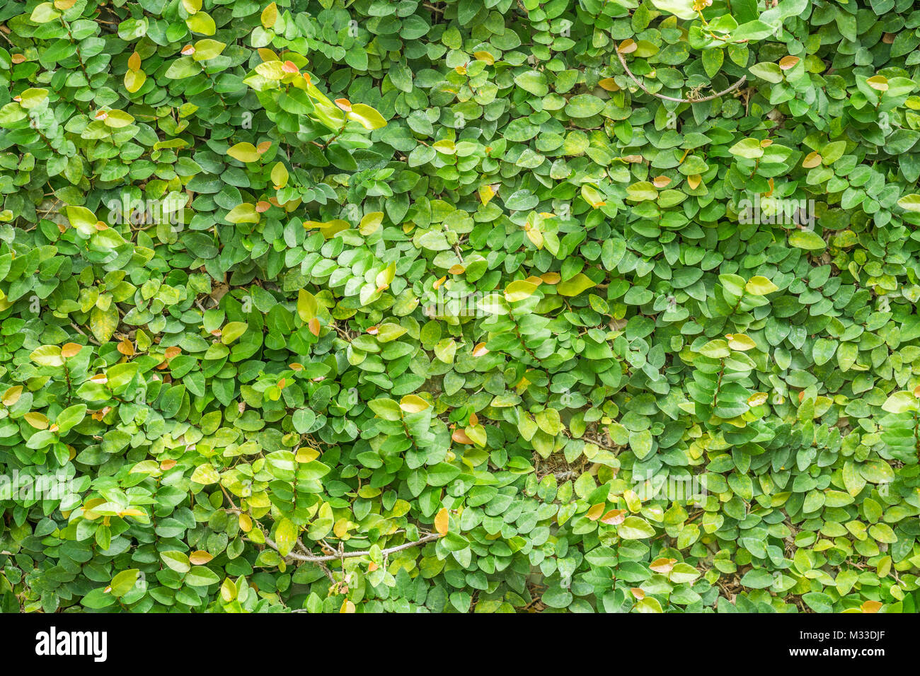 Creeper decorating on wall in garden Stock Photo - Alamy