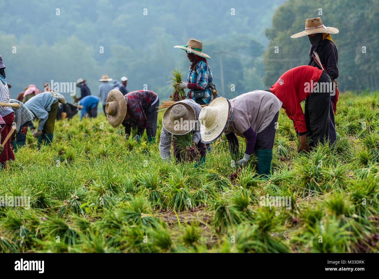 Leek crop harvesting hi-res stock photography and images - Alamy