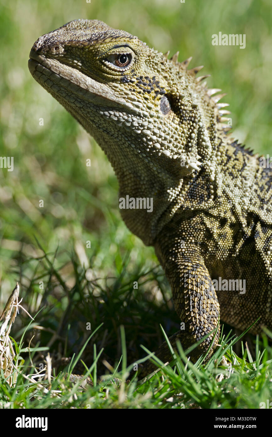 Dragon in grass hi-res stock photography and images - Alamy