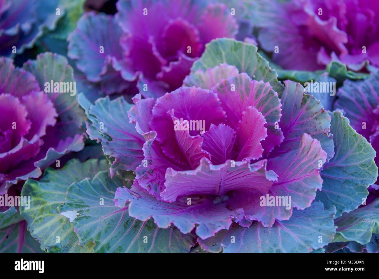 Purple cabbage flower hi-res stock photography and images - Alamy