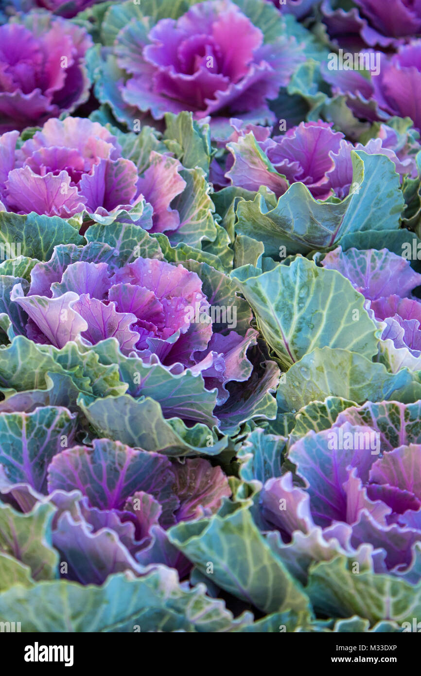 Purple Cabbage