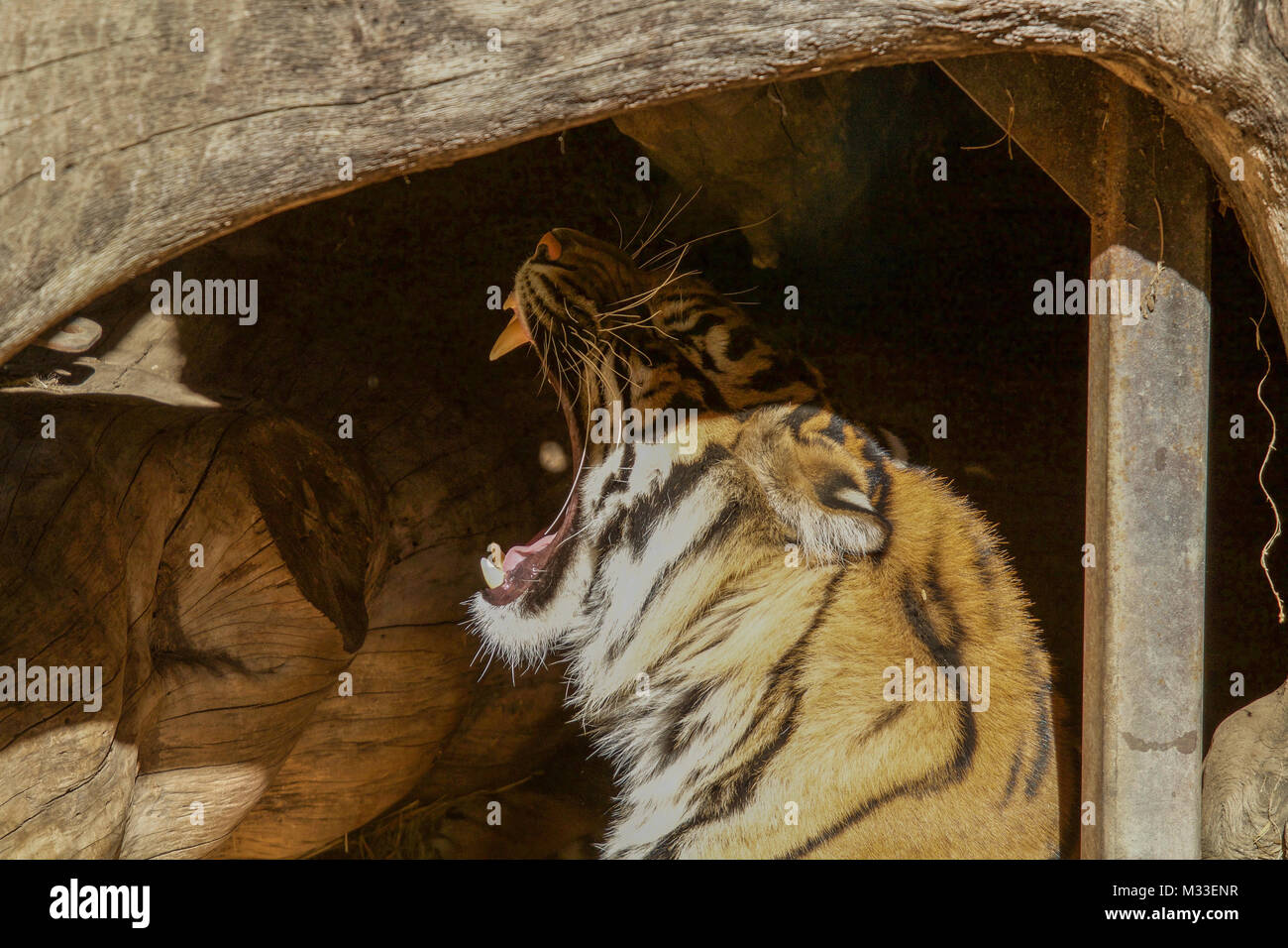 tiger yawning showing fangs Stock Photo - Alamy