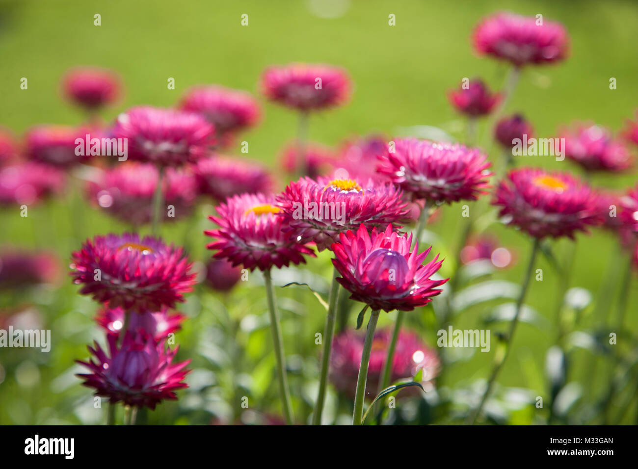 'Sommareld' Everlasting Flower, Jätte-eternell (Xerochrysum bracteatum ...