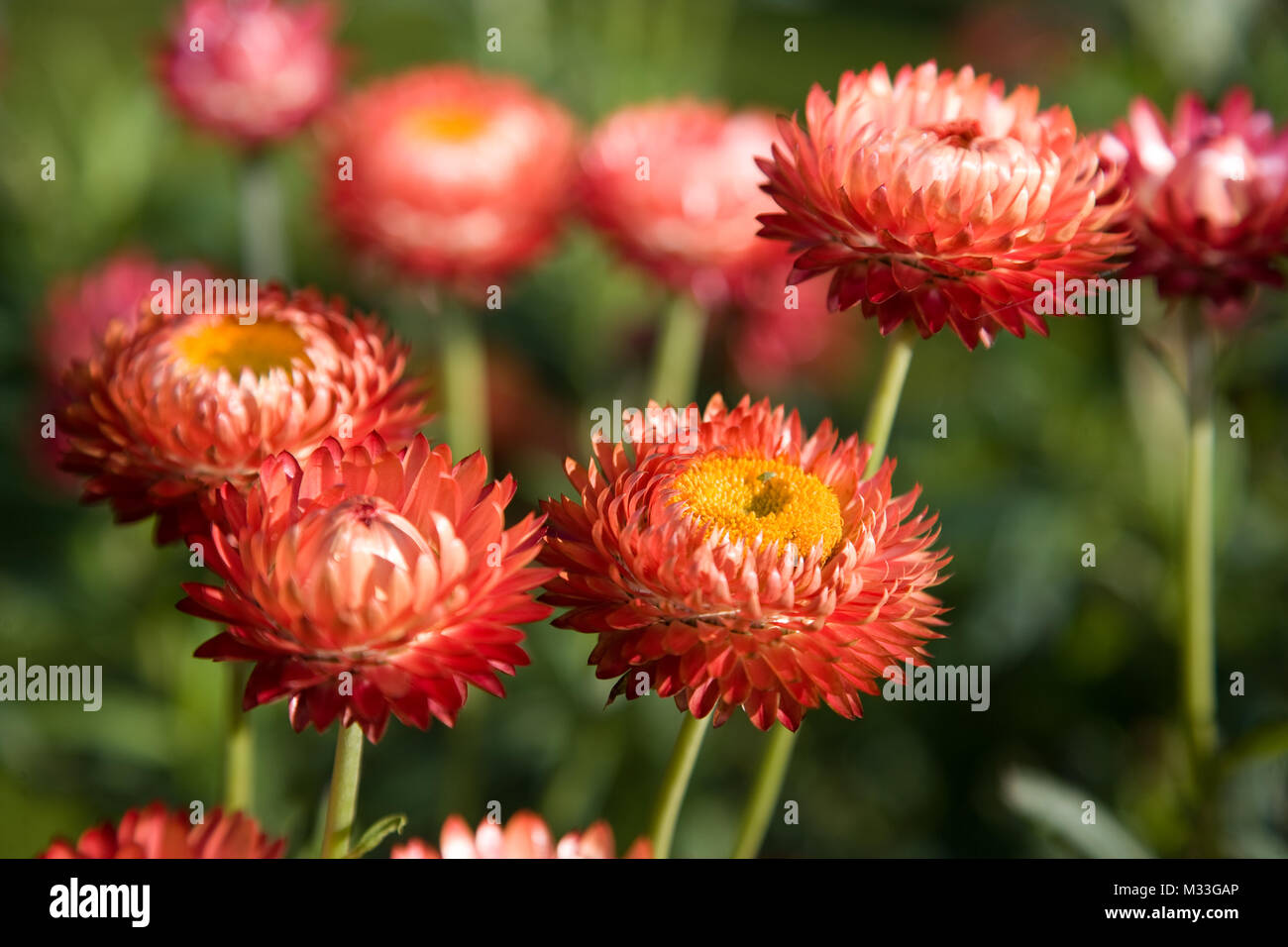 'Sommareld' Everlasting Flower, Jätte-eternell (Xerochrysum bracteatum ...